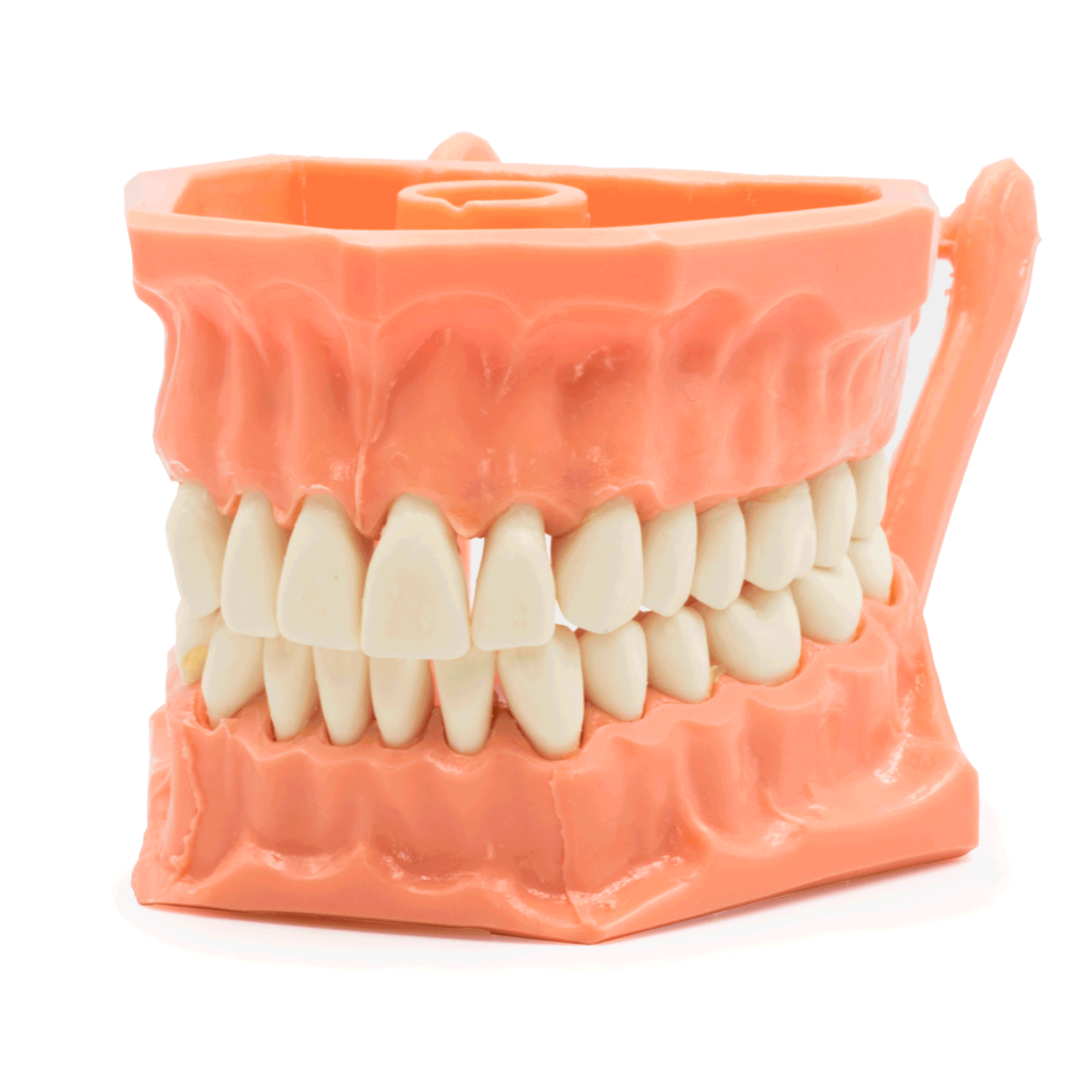 Tipodonto Acrílico | Deposito Dental Odontology BG